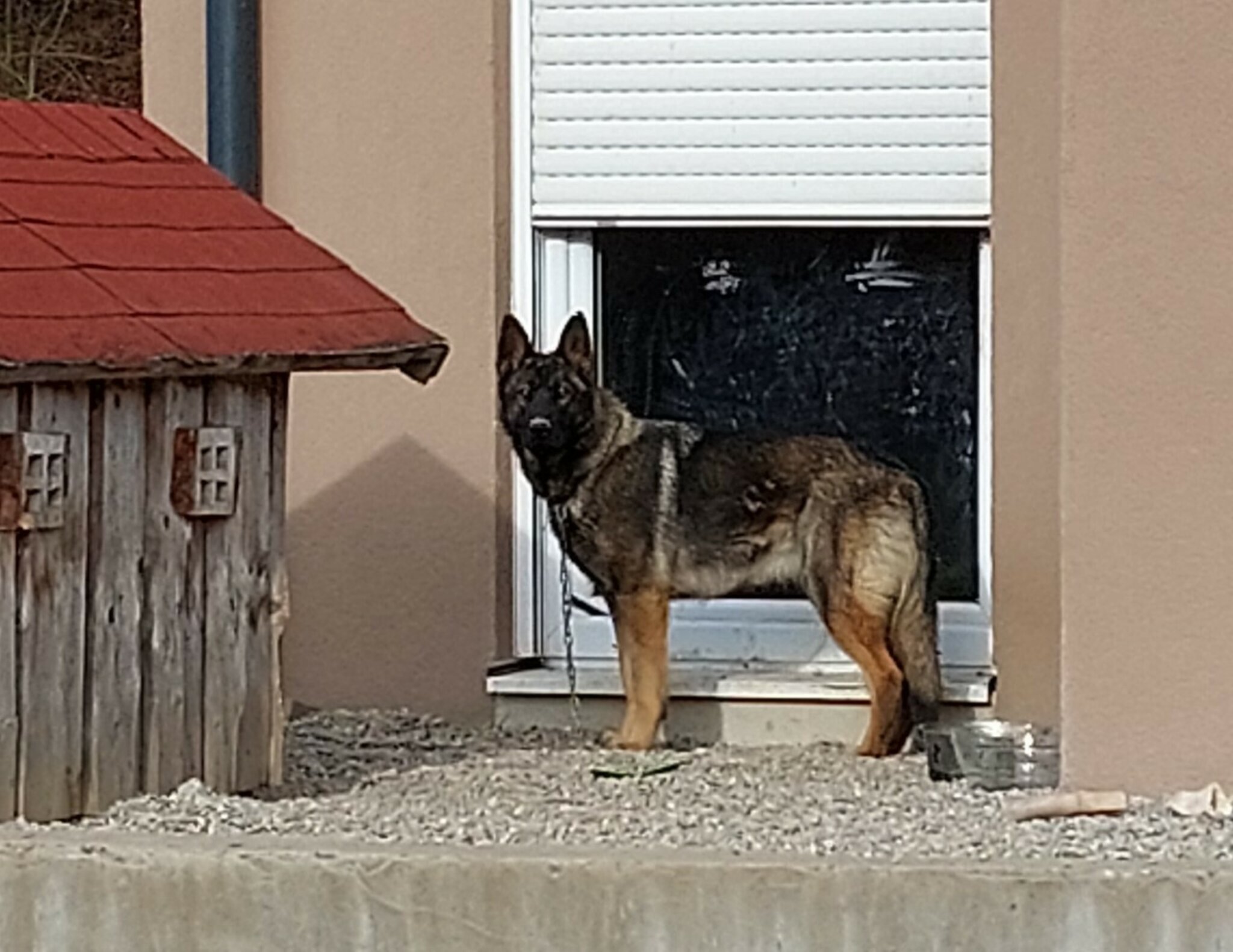 Pfotenhilfe Lochen: Immer noch verbotene Hunde-Kettenhaltungen - Flachgau