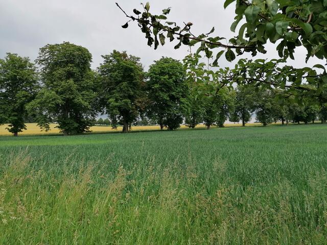 Trees for life – Projekt Plant 4 streets: Baum-Alleen als Naturjuwelen ...