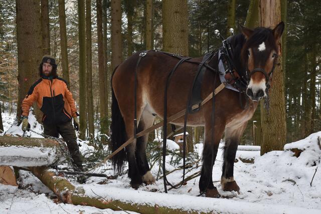 Pferd Hubert bei der Waldarbeit: Ein Traumpaar bei der Holzarbeit ...