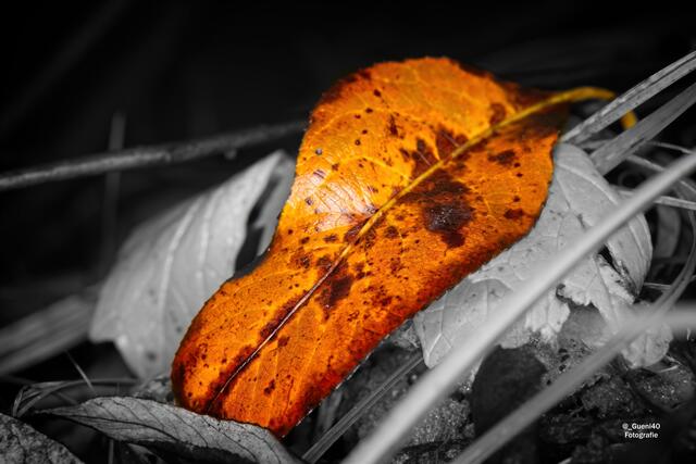 durch unsere schöne Natur.........: Die farbigen Blätter gib's auch im ...