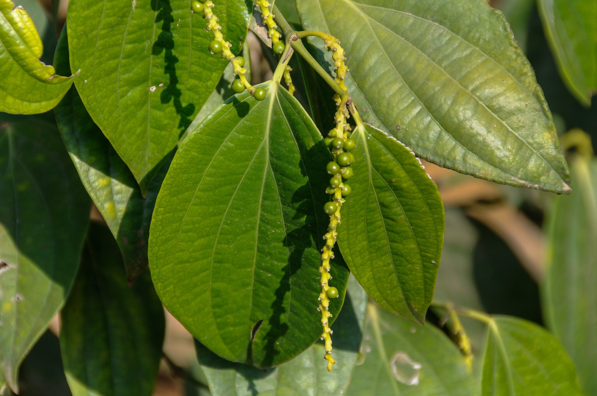 Pfefferpflanze - Waidhofen/Thaya