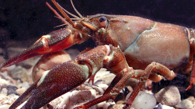 Signalkrebs "ausgezeichnet": Das "Alien des Jahres" lebt in der Drau ...