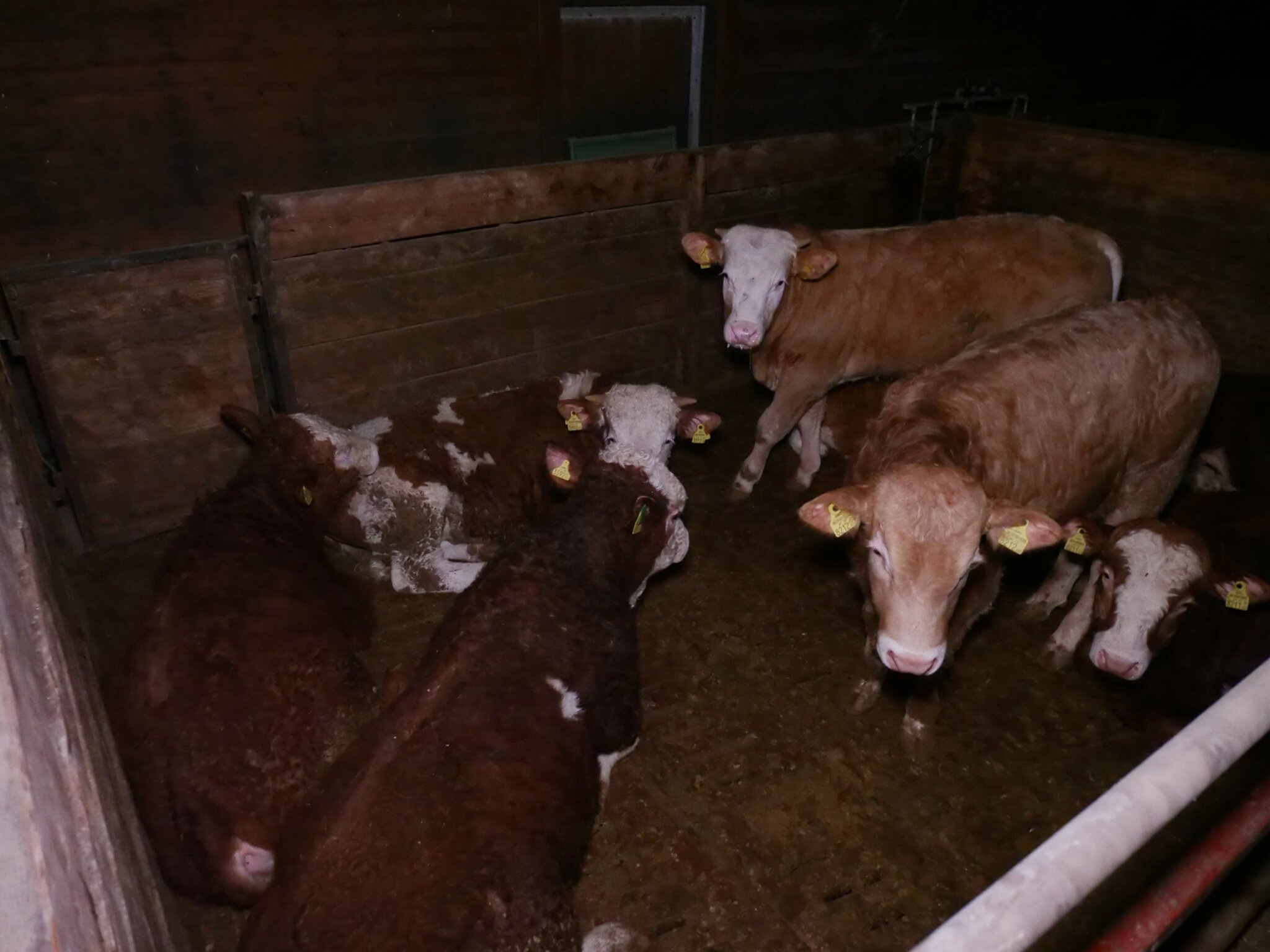 Rinder in Salzburg: Salzburger Stiere - Salzburg