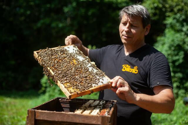 Imkermeister Benno Karner: Vom Profi imkern lernen - Purkersdorf