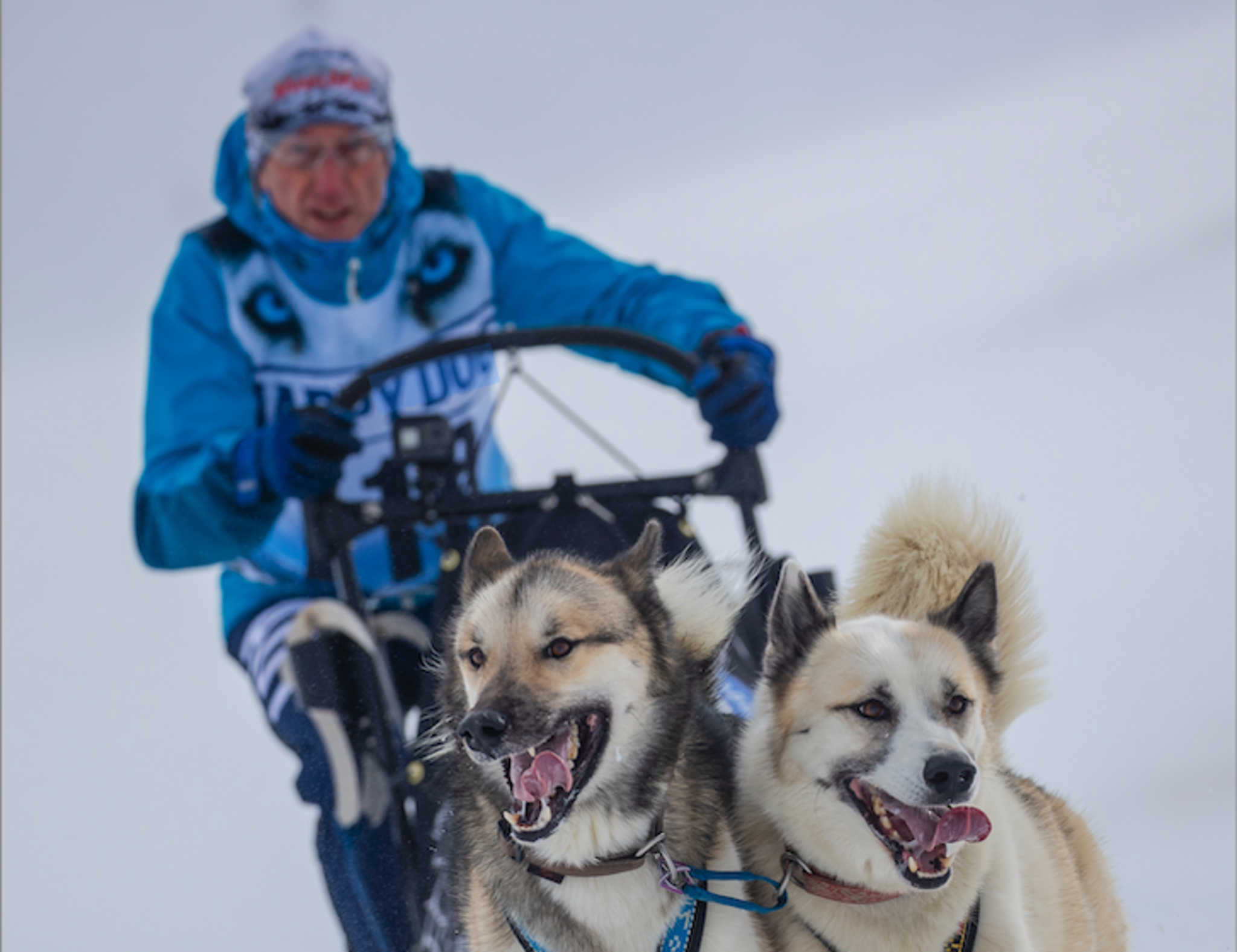 Auch abseits der Loipen und Pisten unterwegs: Schlittenhunde geben Gas ...