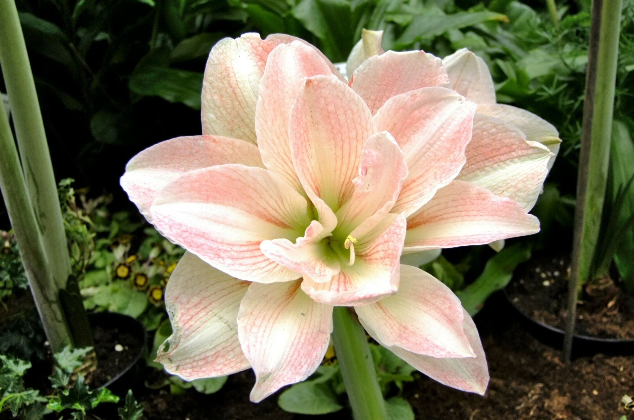 Botanischer Garten: Sehenswerte Blumen im Glashaus - Linz