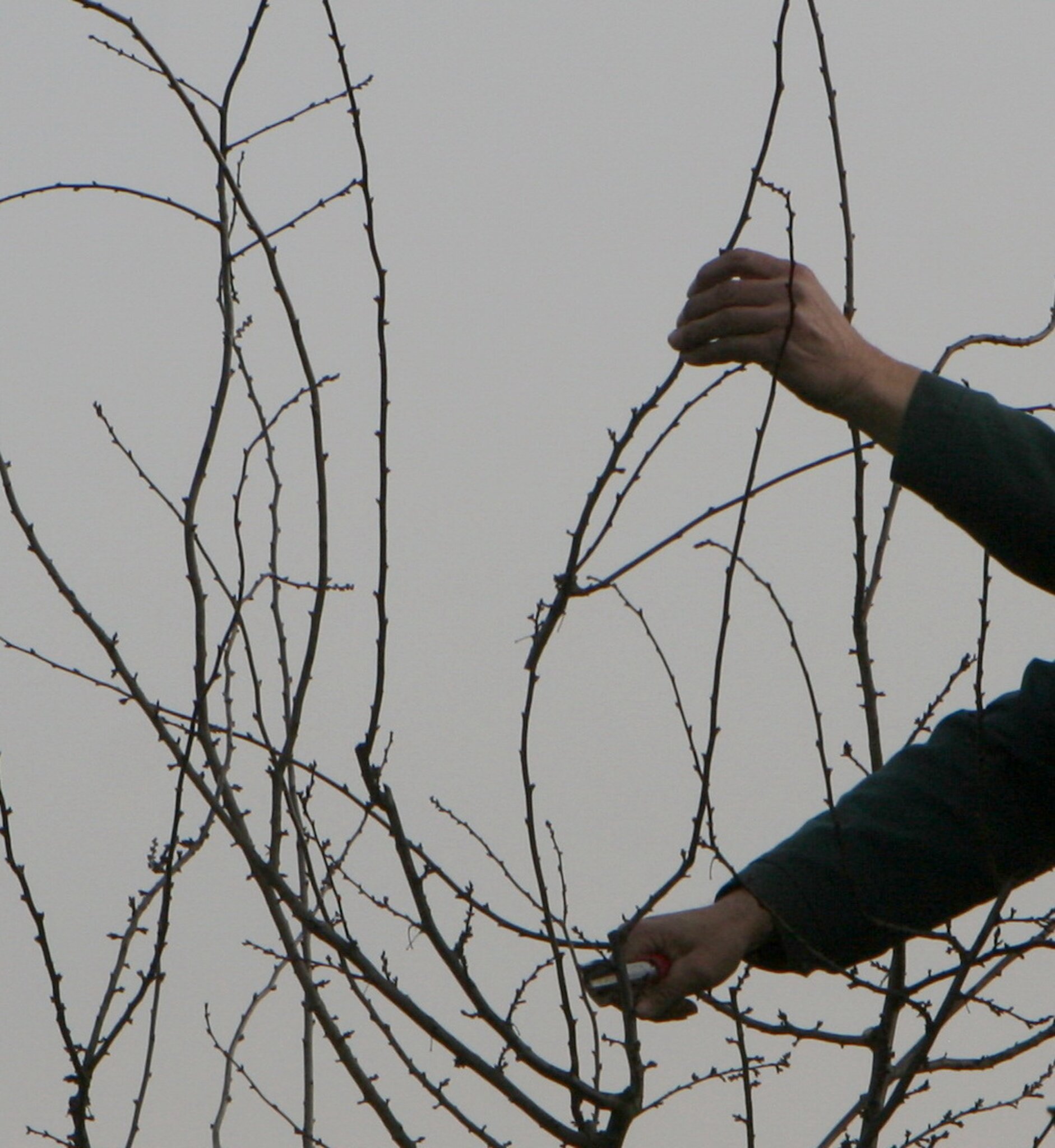 Obstbaumpflege: Obstbaumschnittkurs für guten Ertrag und Qualität - Ried