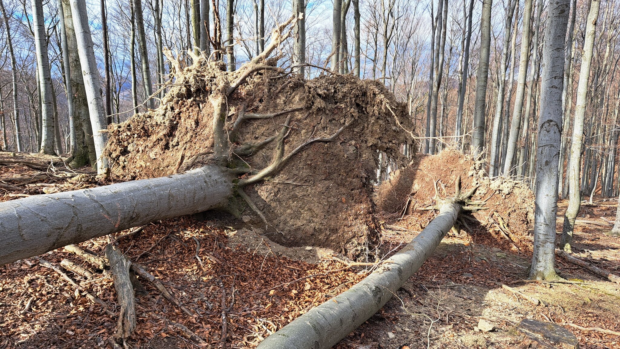 Unterwegs mit dem Wanderfuchs🐾 ...: Sturm auf dem Sagberg im Wienerwald ...