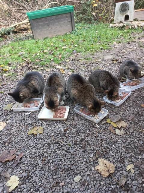 Pelzige Bewohner: Caroline Schachner über die Katzen am Schloßberg - Graz