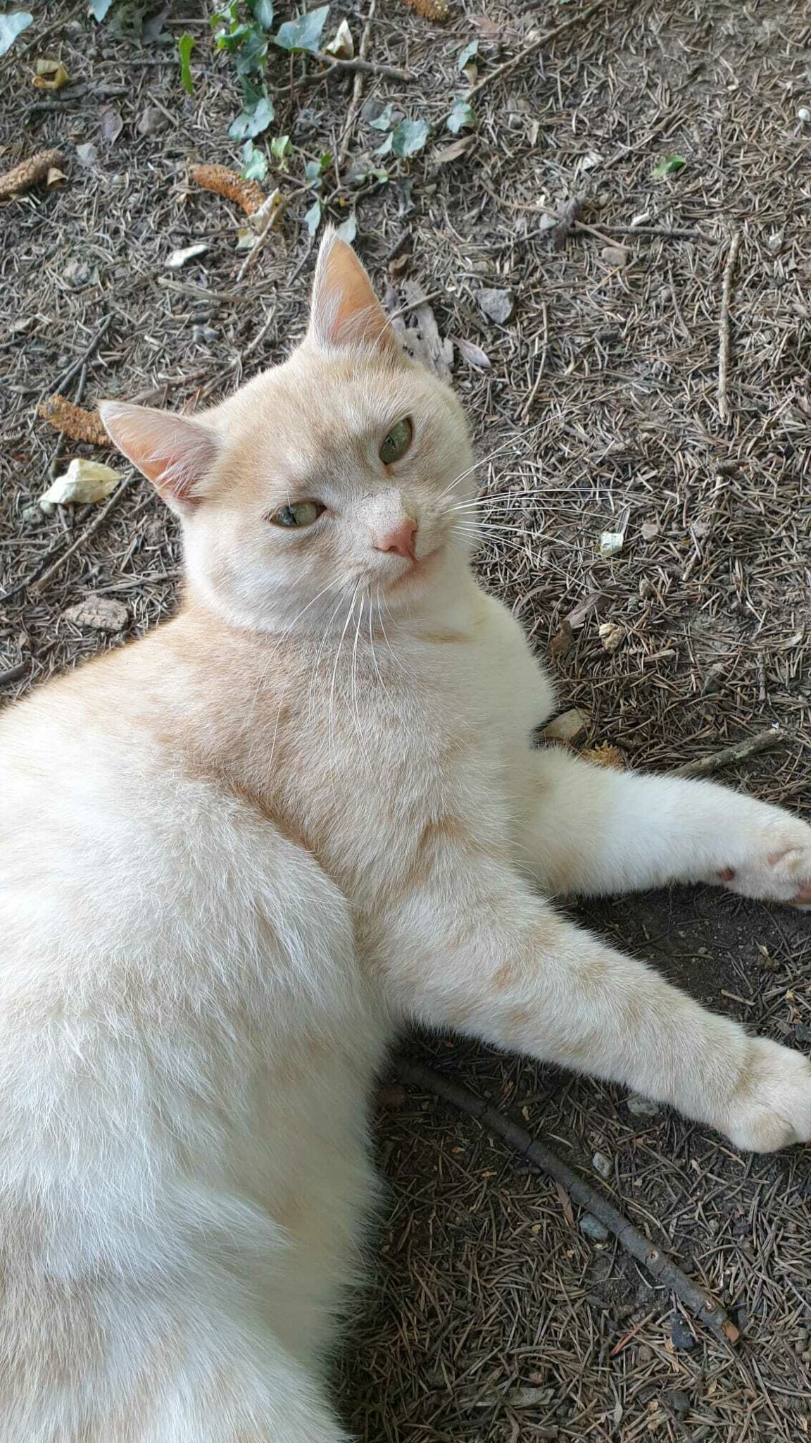 Pelzige Bewohner: Caroline Schachner über die Katzen am Schloßberg - Graz