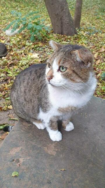 Pelzige Bewohner: Caroline Schachner über die Katzen am Schloßberg - Graz