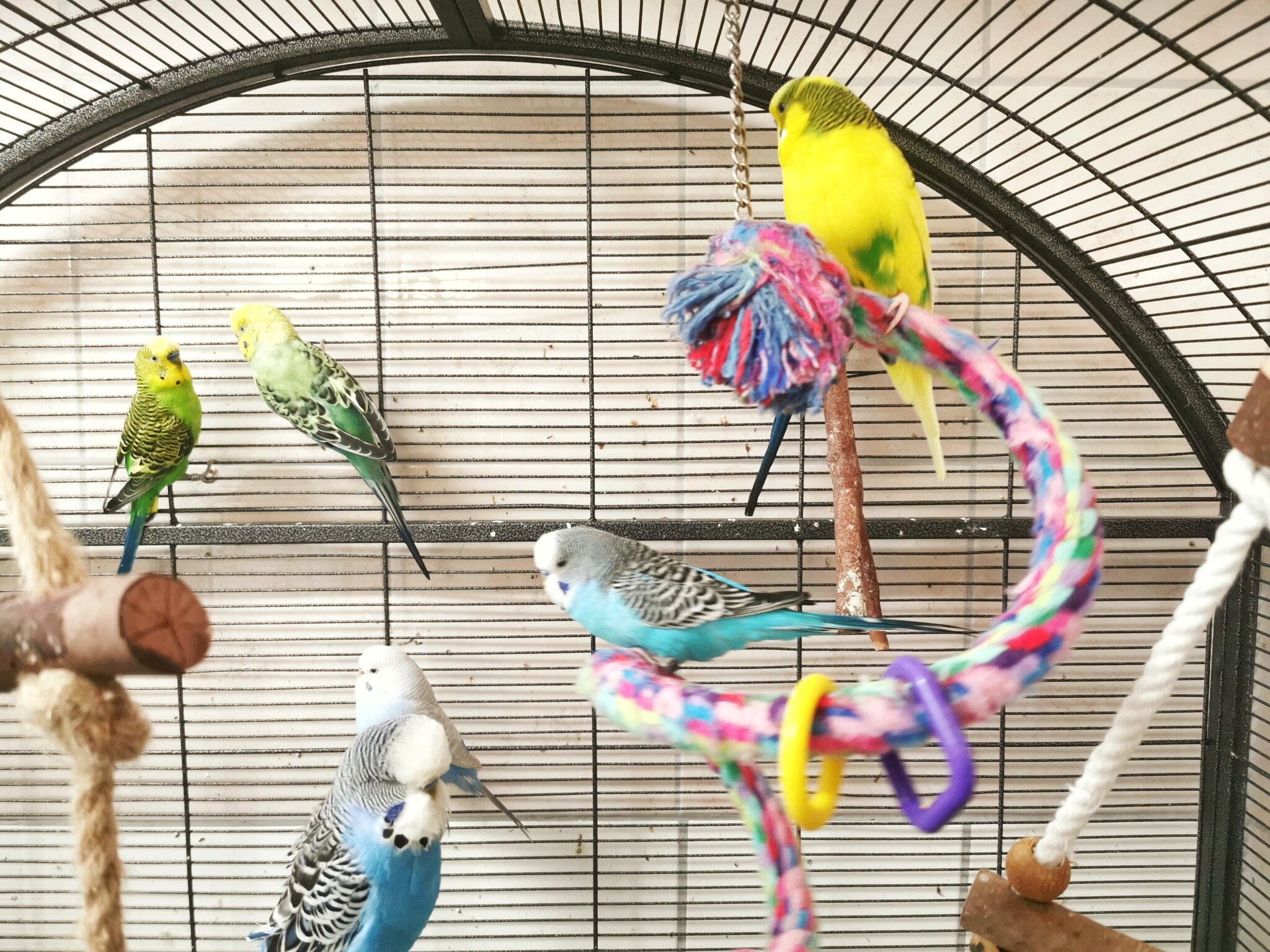 Tierheim Linz: Sieben Wellensittiche auf der Suche nach neuem Nest - Linz