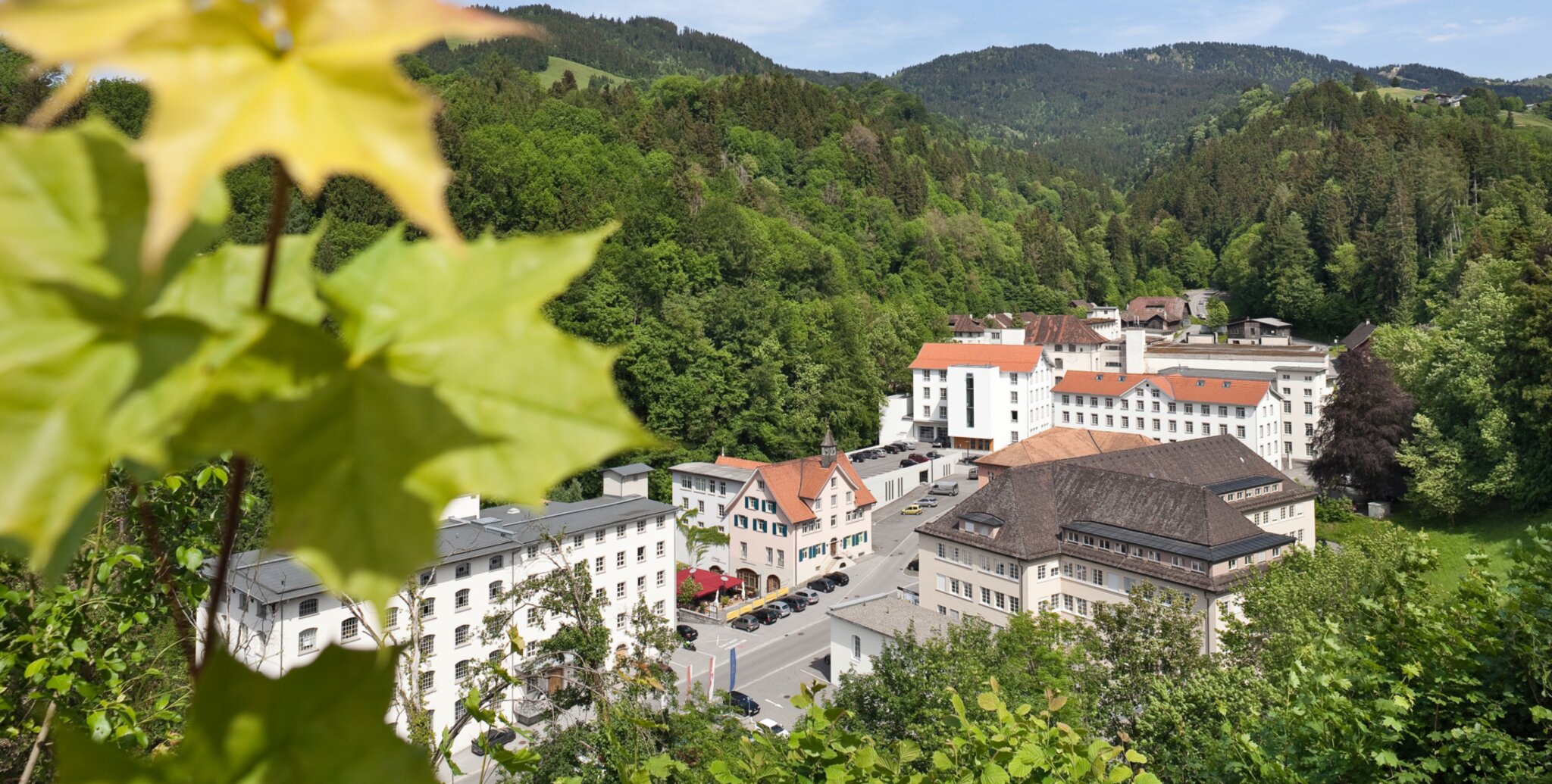 Biomassewerk in Planung: F.M. Hämmerle investiert Millionen beim ...