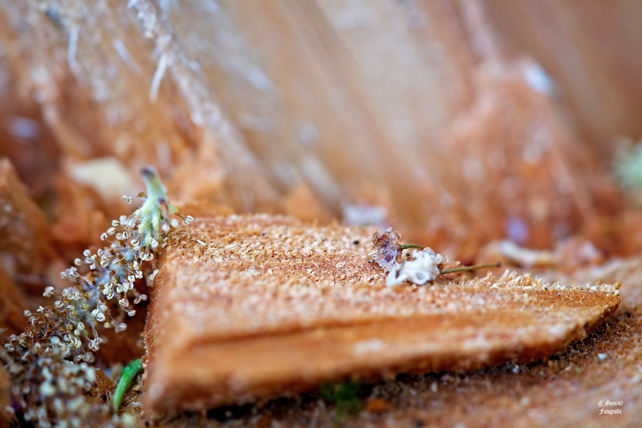 durch unsere schöne Natur.........: Ein kleines Stück von einer Rinde ...