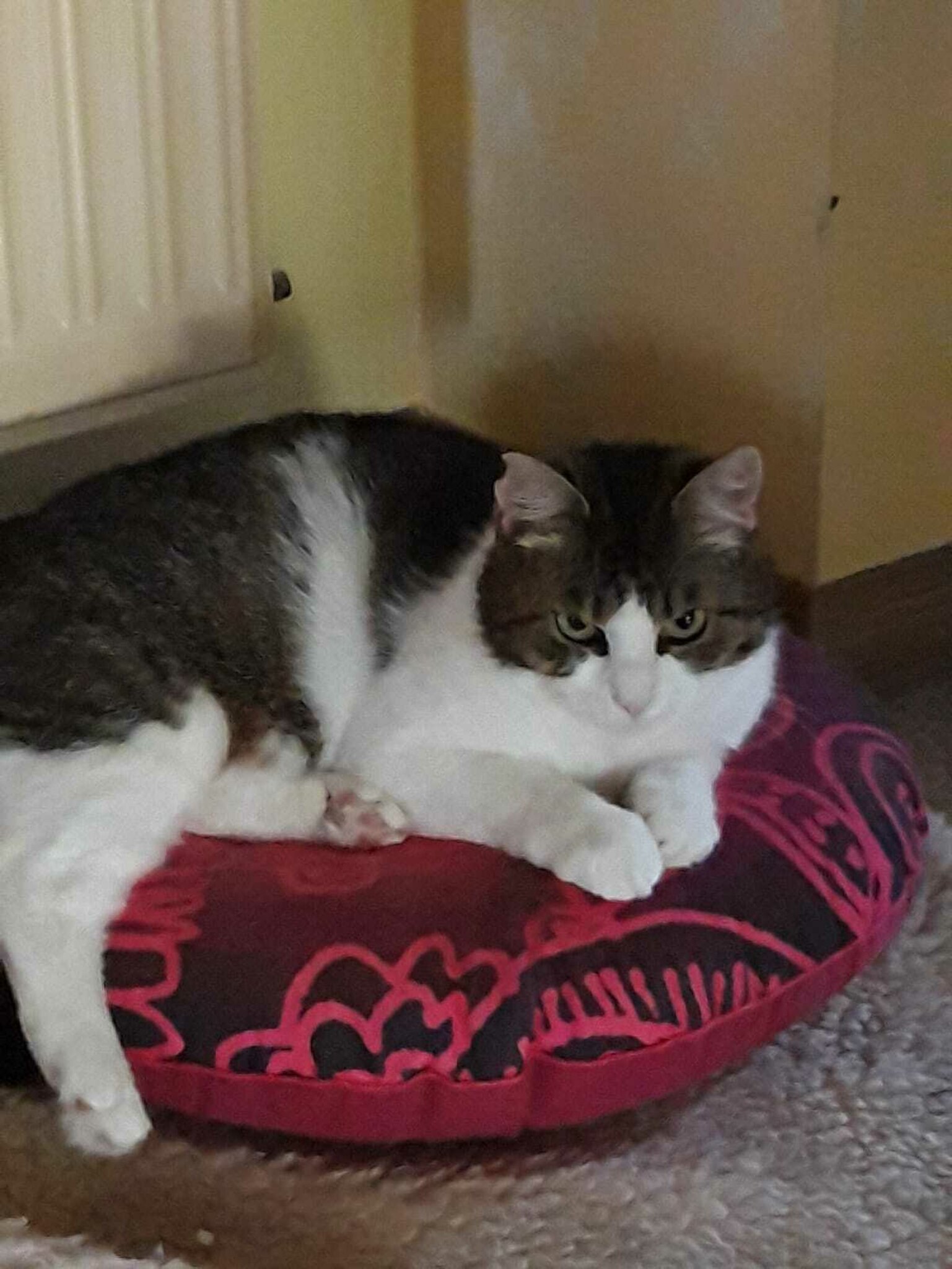 Vermisste Katze: Katze Lilly ist in Markt Allhau seit Dezember abgängig ...