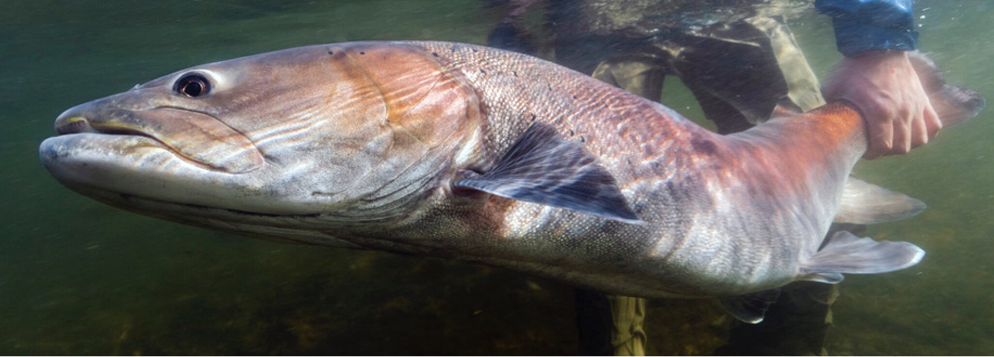 Biodiversität in Wien: Der Donaulachs ist vom Aussterben bedroht - Wien