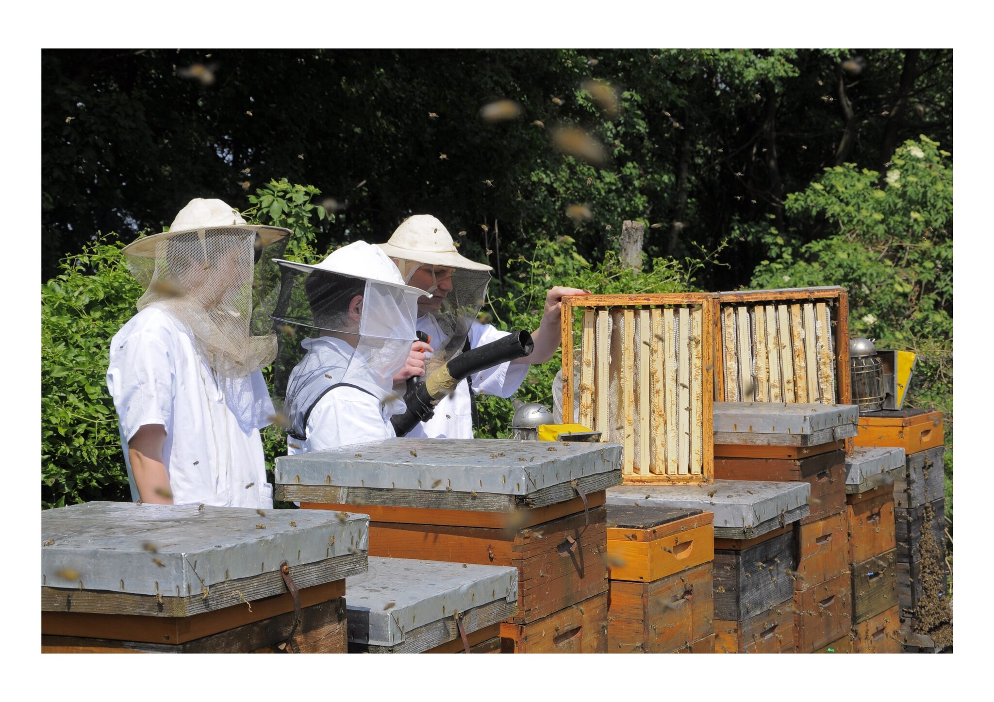 Warths Imker und der "Alleskönner Honig": Die Speise der Götter mit ...