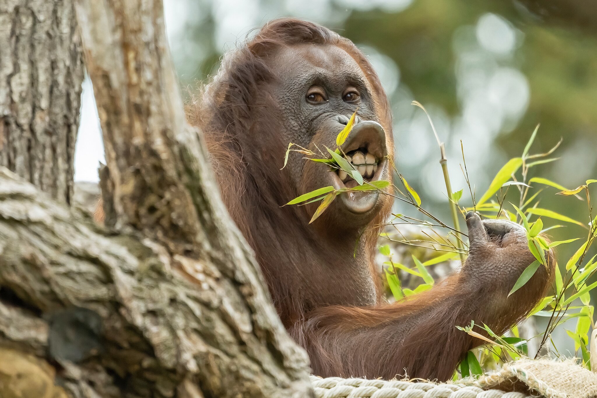 Tiergarten Schönbrunn: Der Frühling ist da und die Affen sind los ...