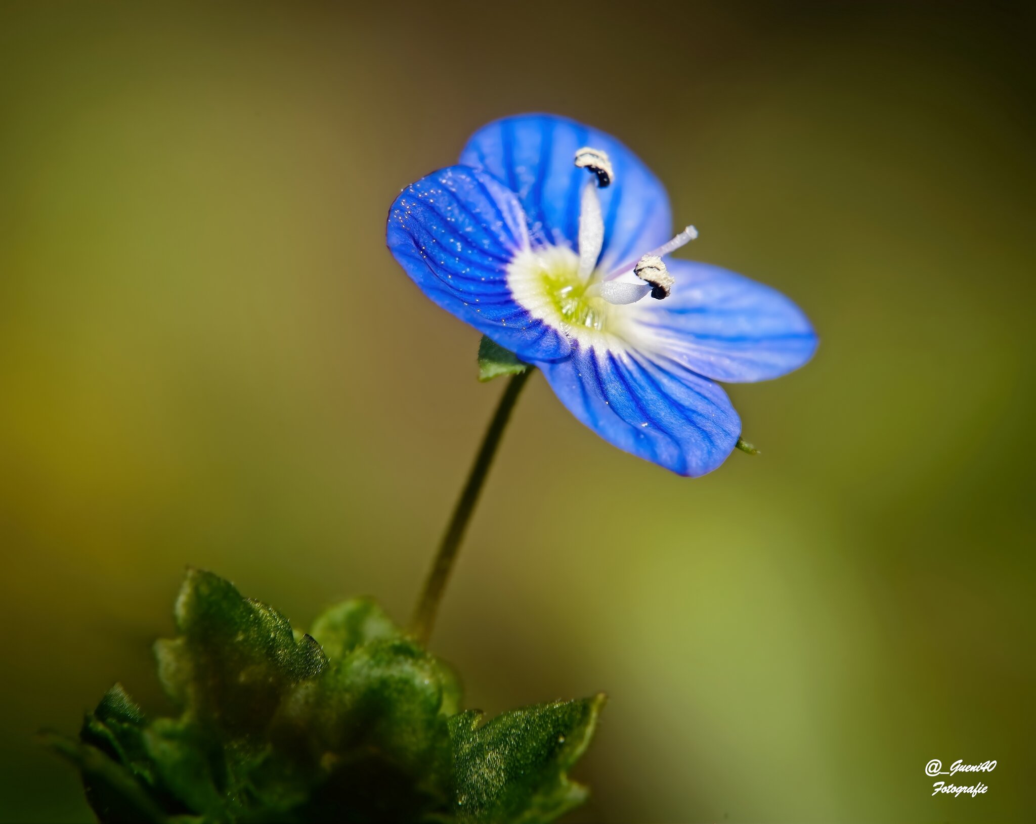 durch unsere schöne Natur.........: Auch die kleinen Ehrenpreis Blüten ...