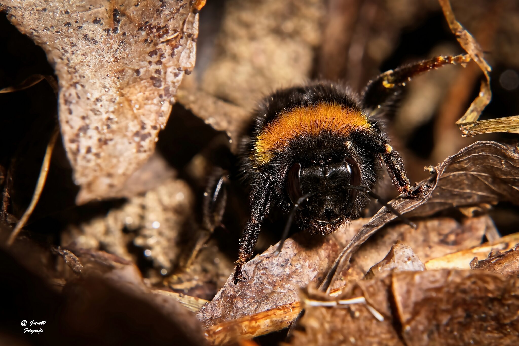 durch unsere schöne Natur.........: Die Hummel wurde von mir überlistet ...