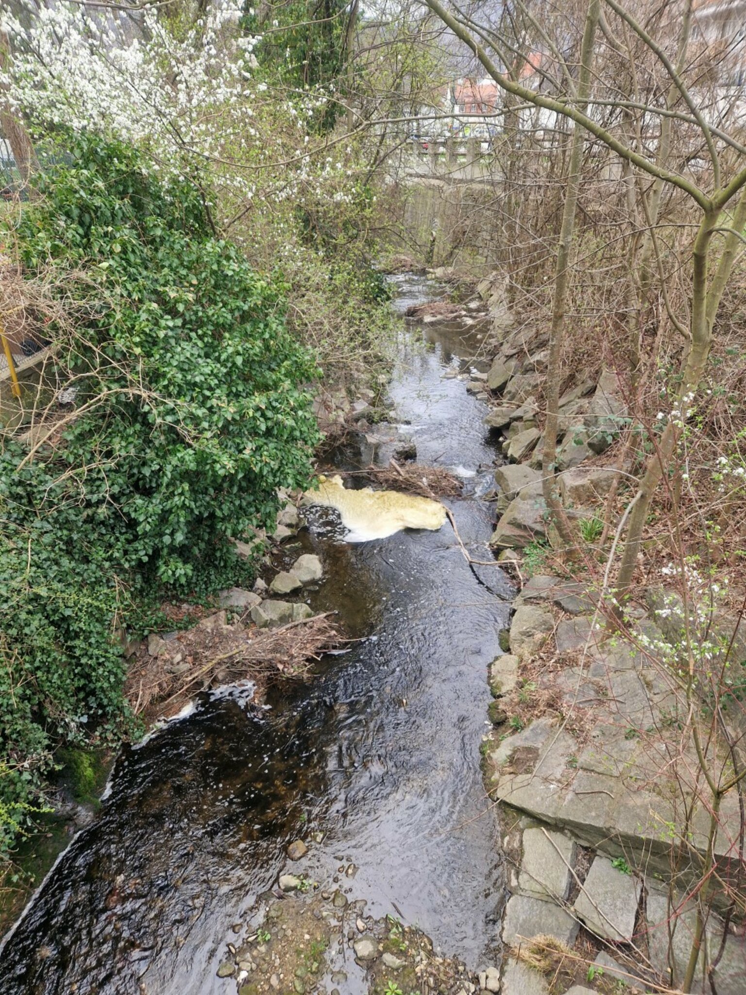 Keine Sorge, ganz natürlich: Schaumbildung im Wienfluss - Purkersdorf