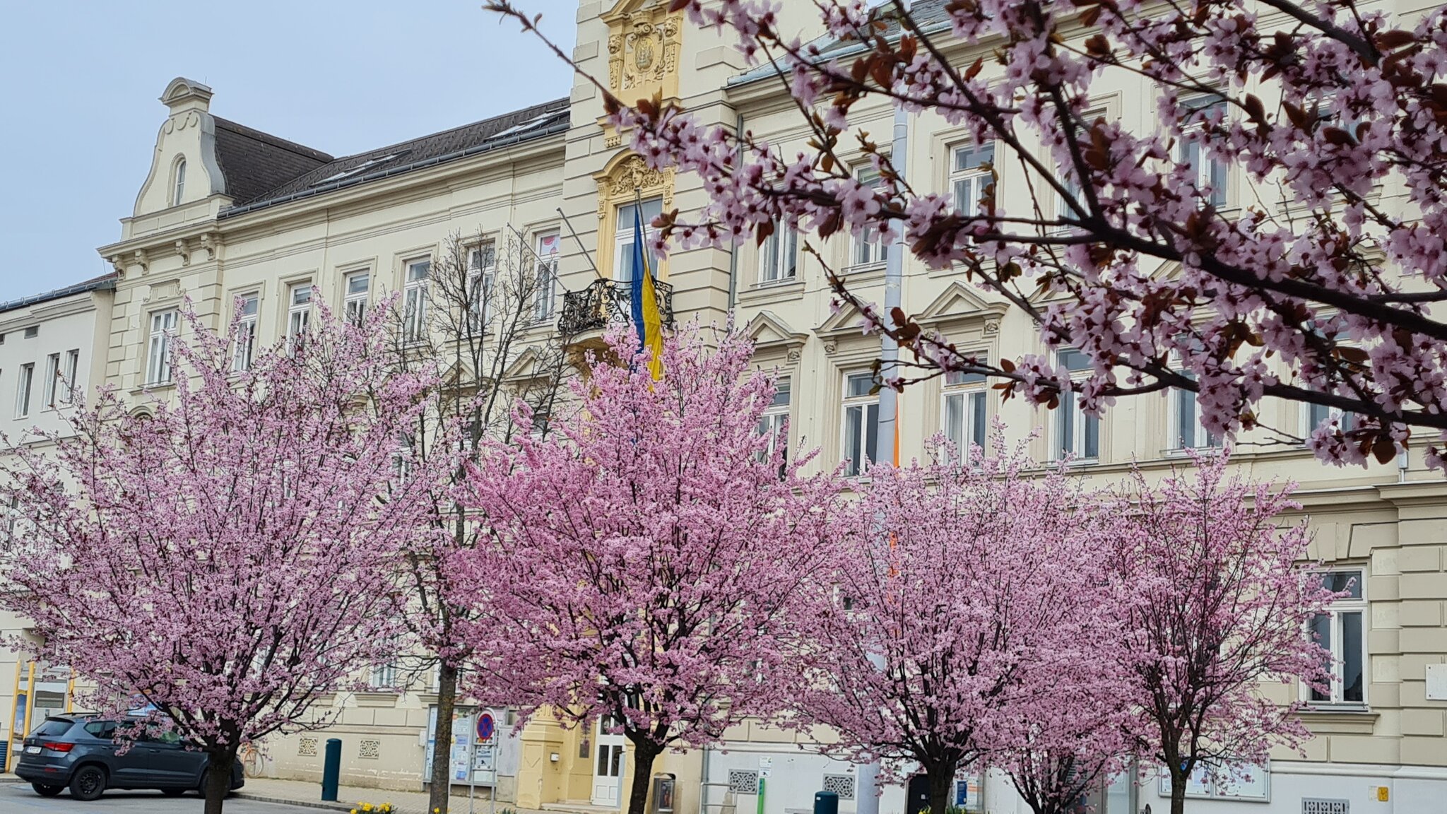 Mistelbachs Hauptplatz erblüht - Mistelbach