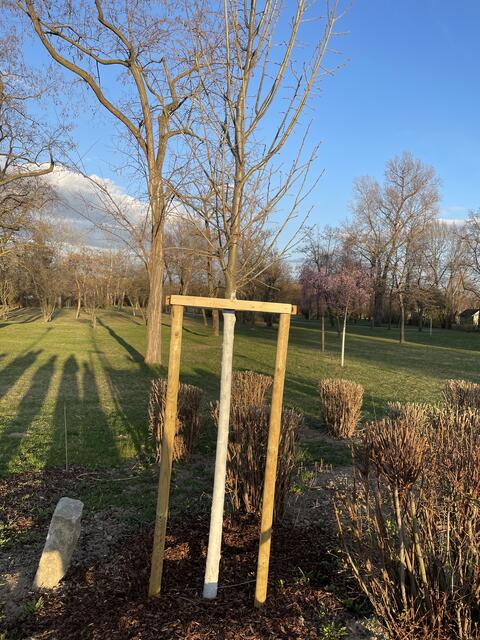 Krems: Neue Klimabäume für die Stadt - Krems