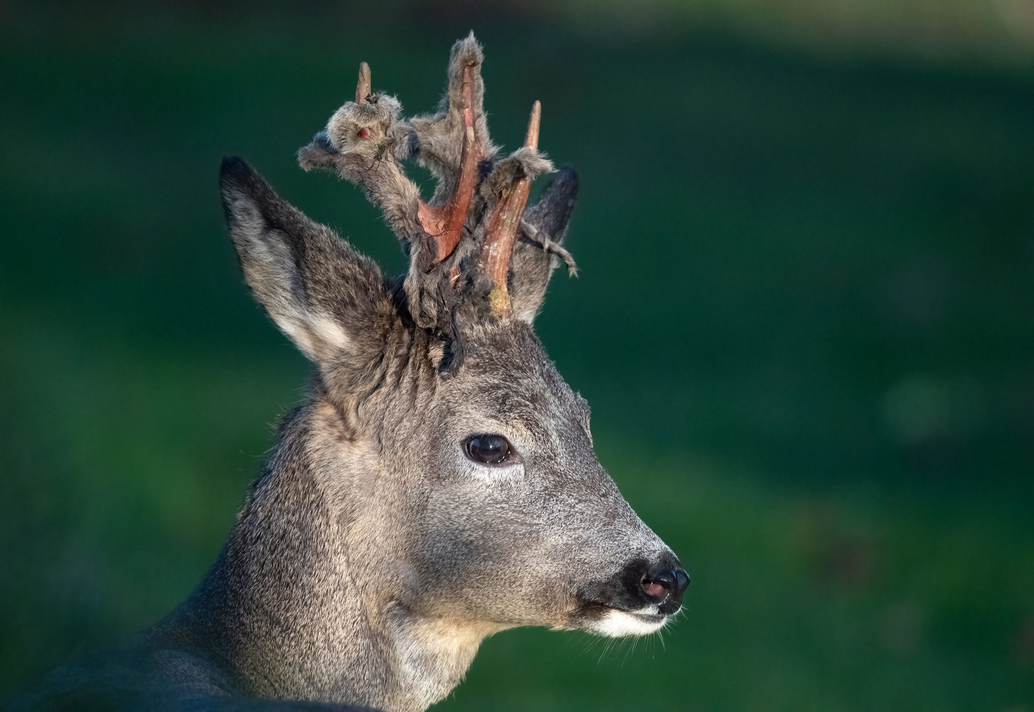 Naturfotographie: Rehbock Portrait - Urfahr-Umgebung