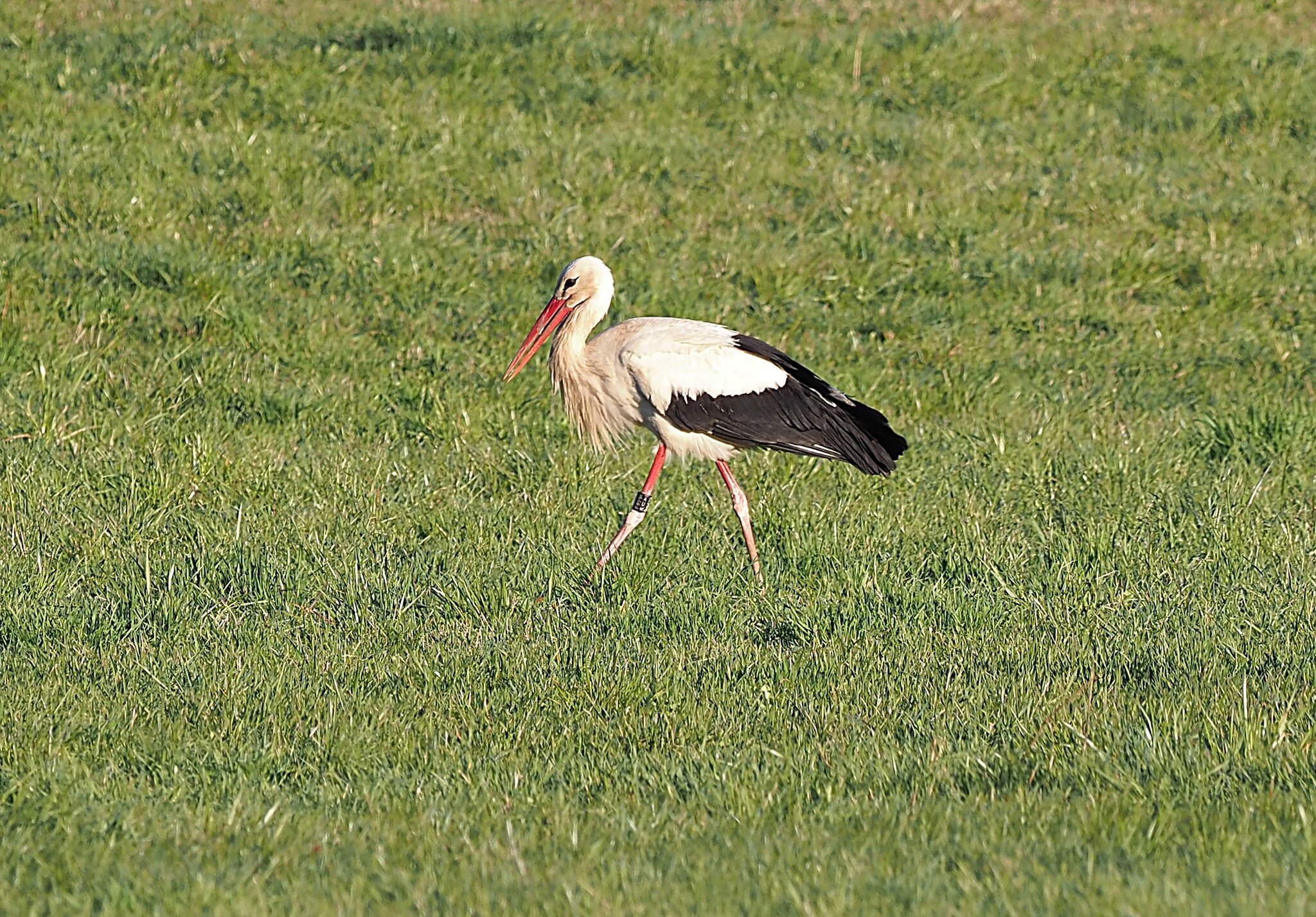 In St.Michael: Der erste Storch ist gelandet - Leoben
