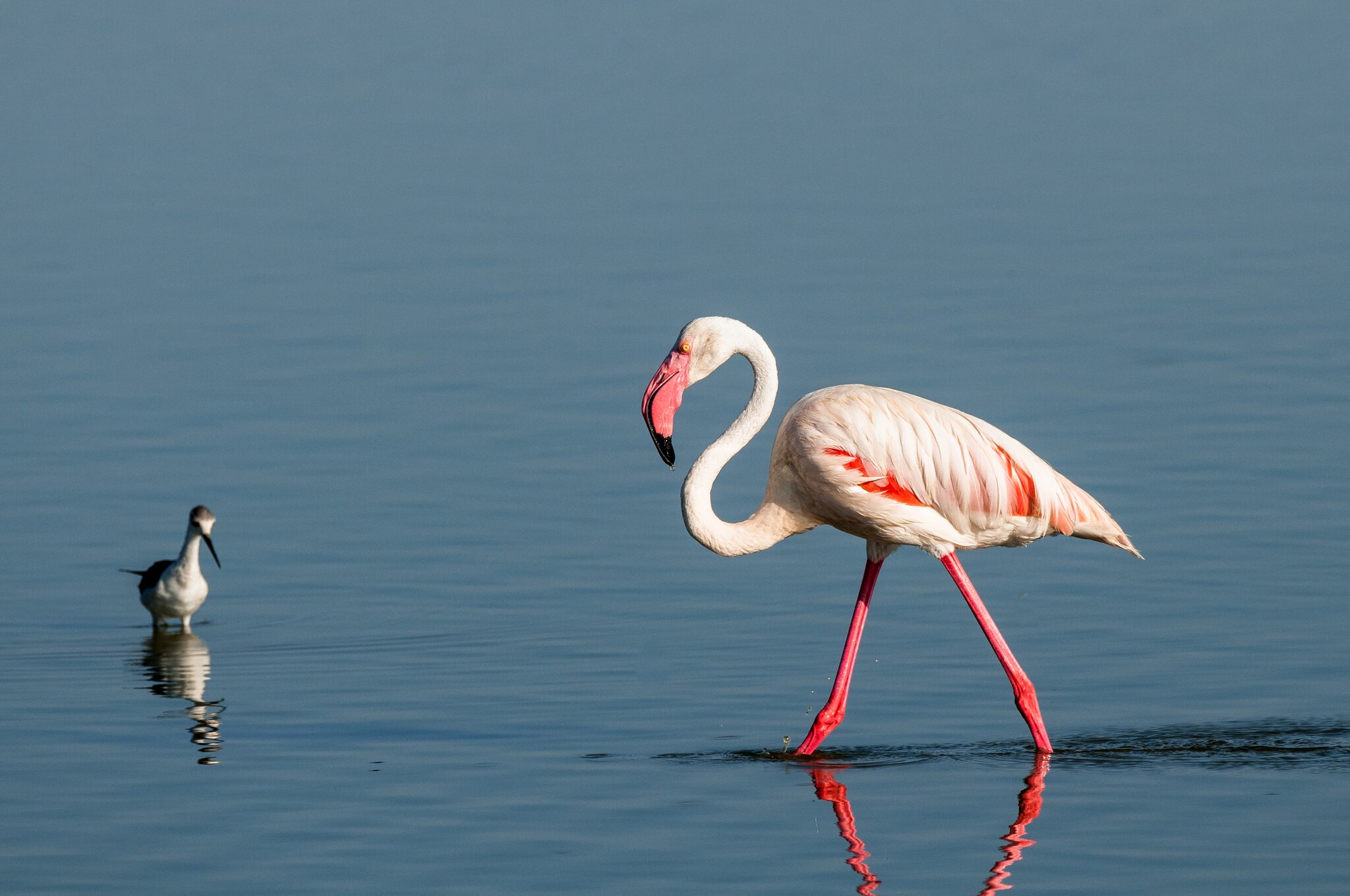 Flamingos - Waidhofen/Thaya