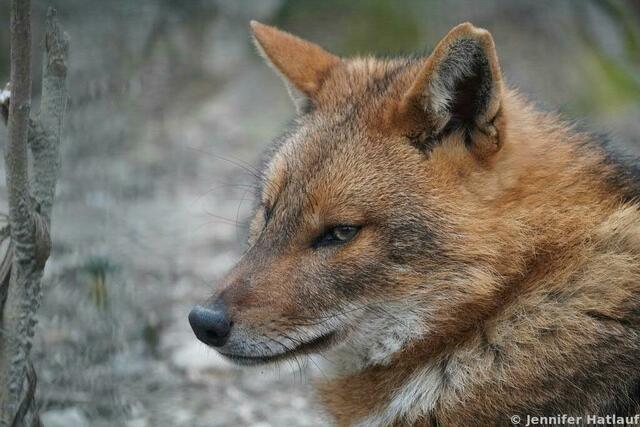 Tag der Schakale: Schakal-Sichtungen auch in der Steiermark möglich ...