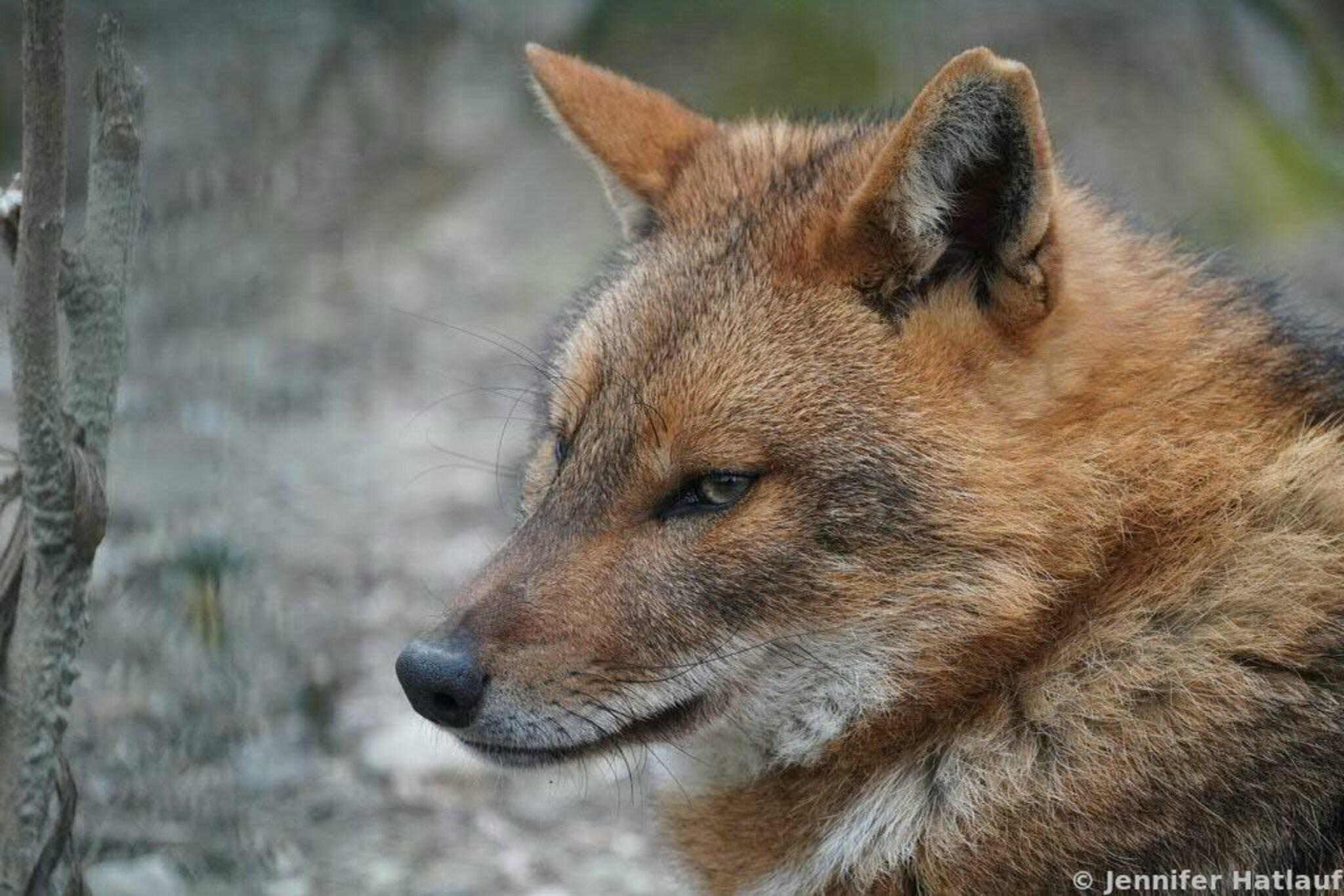 Tag der Schakale: Schakal-Sichtungen auch in der Steiermark möglich ...