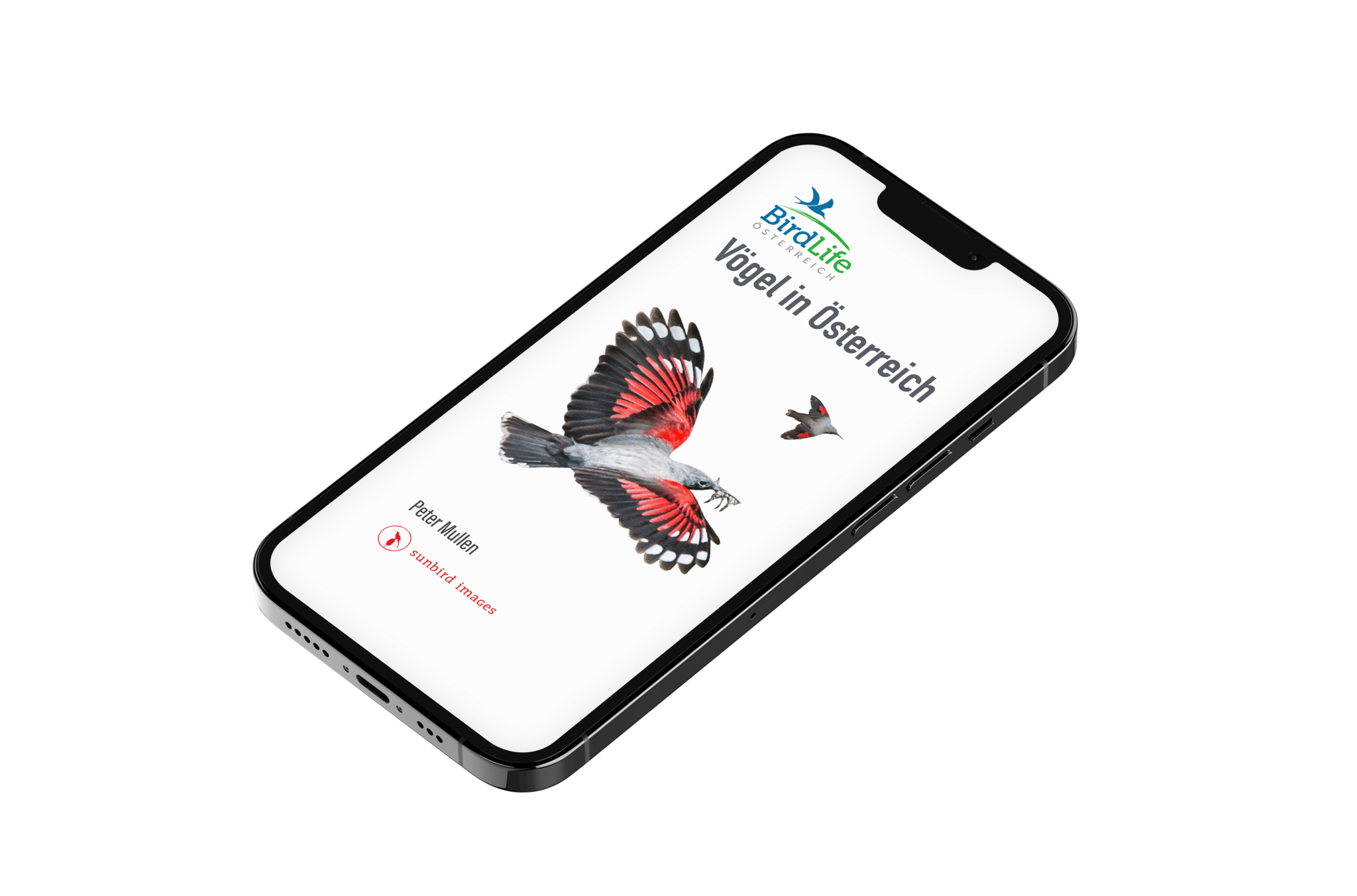 Vogelerkennung mit App: BirdLife hilft bei Bestimmung - Hollabrunn