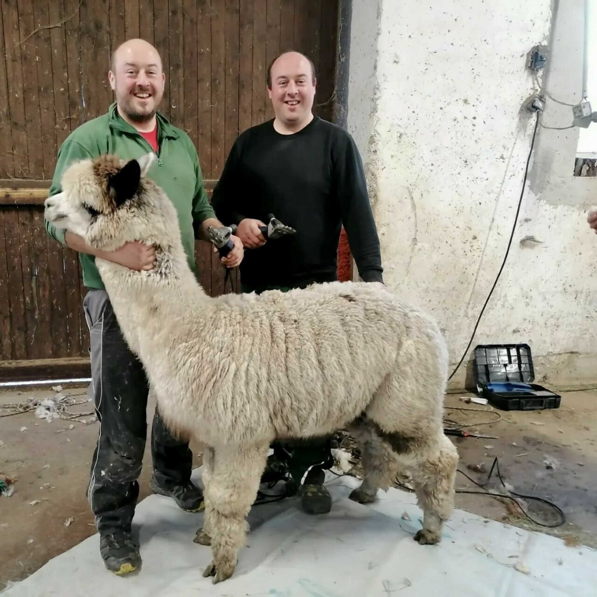 Götzendorf: Winter's Alpakas bekommen neue Frisur - Bruck an der Leitha