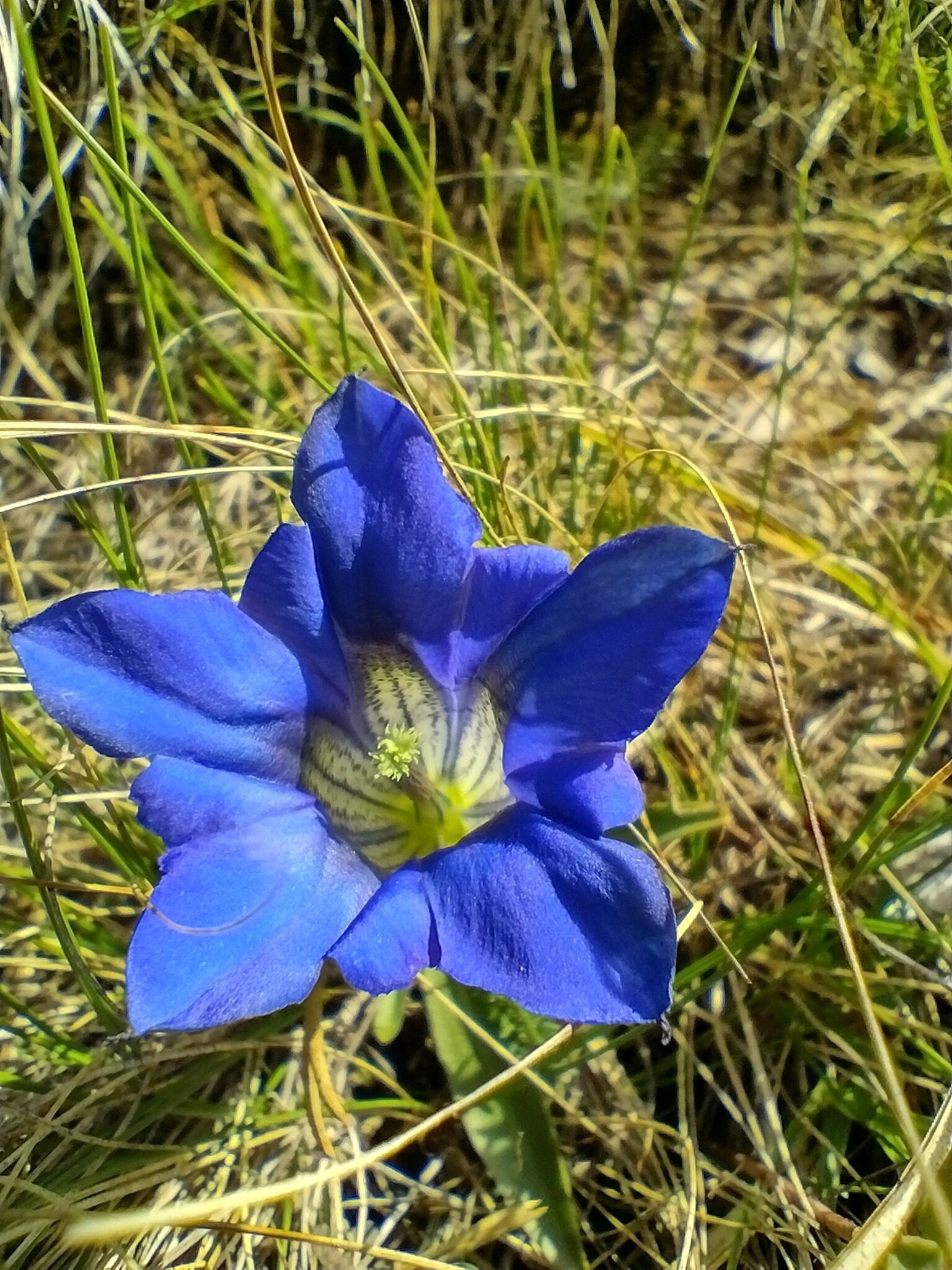 Monte Pacoi: Blau blüht der Enzian - Gailtal