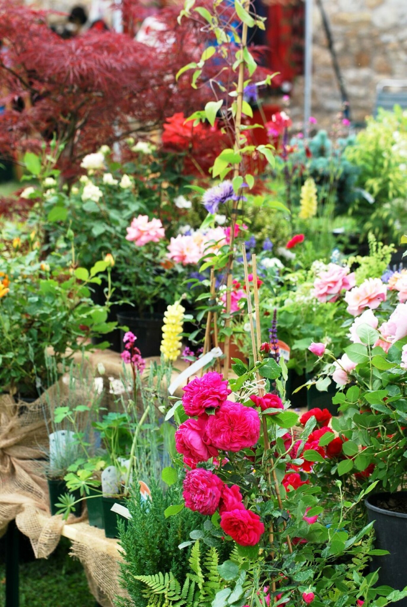 Kunstwerk im Schloss Rosegg: Frühlingsfreude in Rosegg - Villach Land