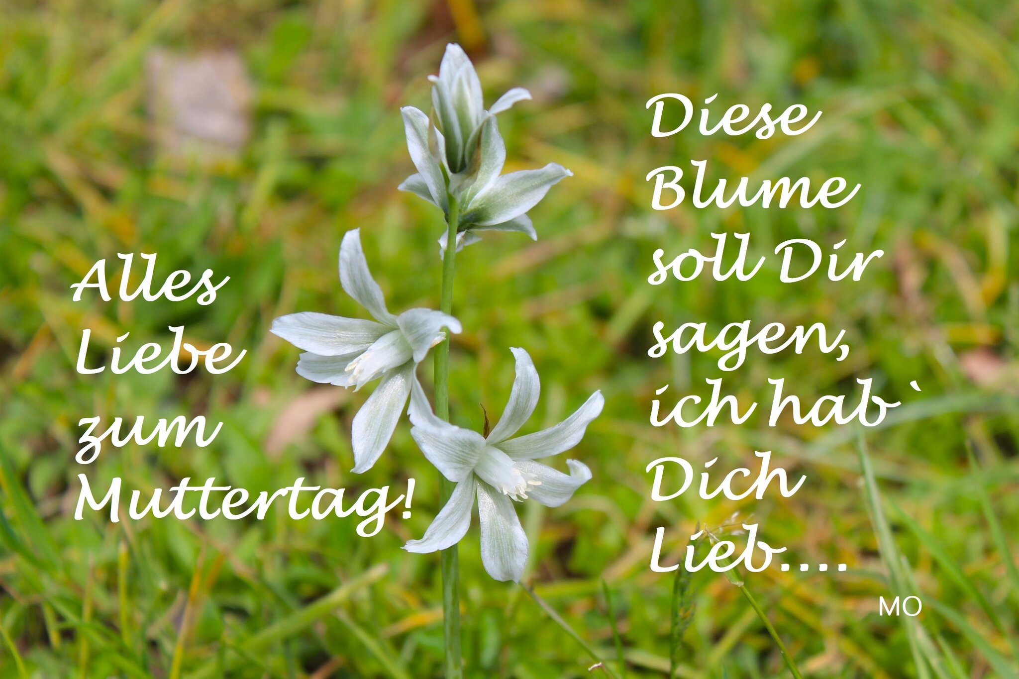 Muttertag - Gedicht: Liebe Mama, ich hab` Dich lieb und danke Dir! - Graz