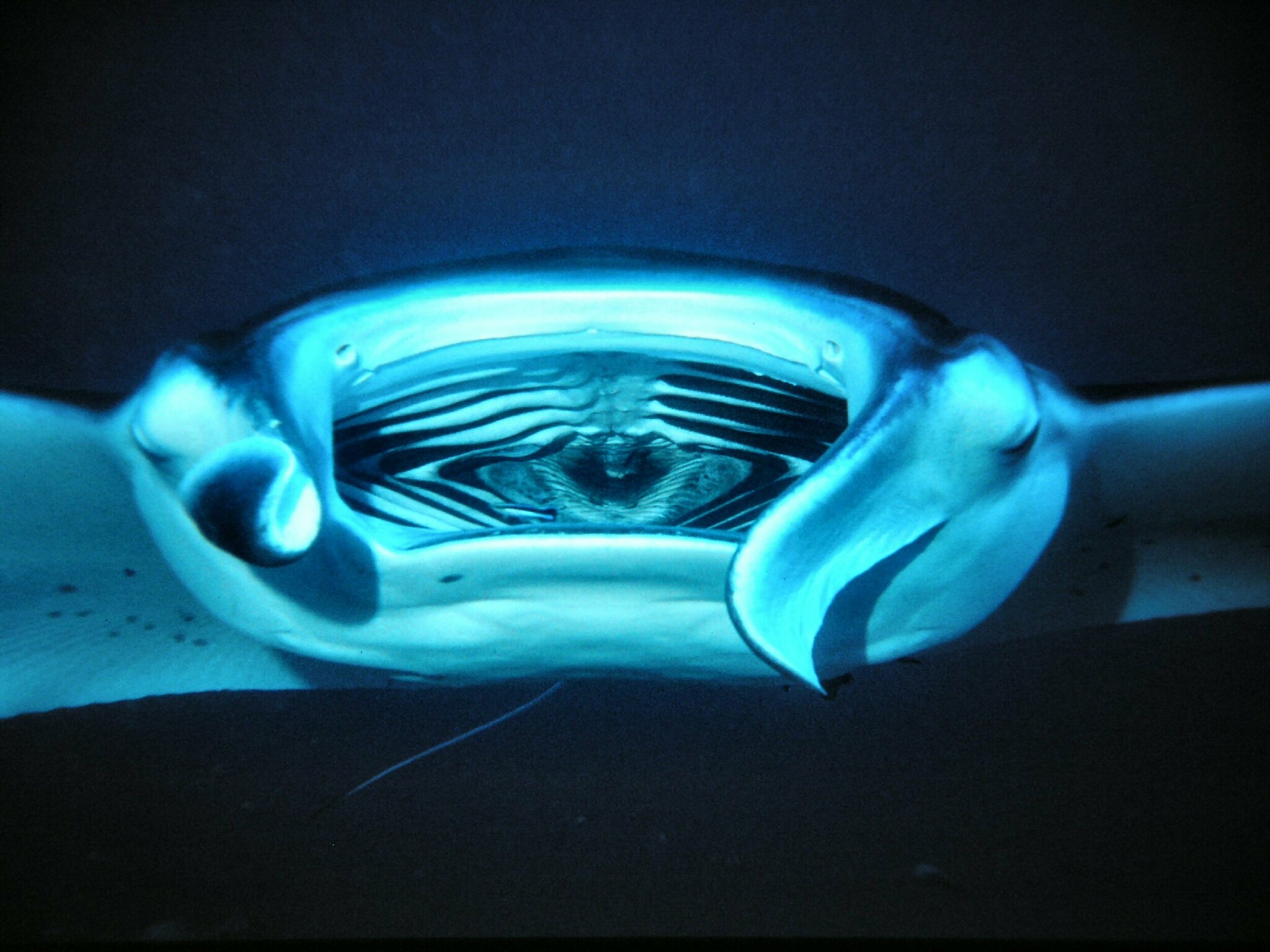 Putzerfische: Ein außergewöhnlicher Fisch - Tirol