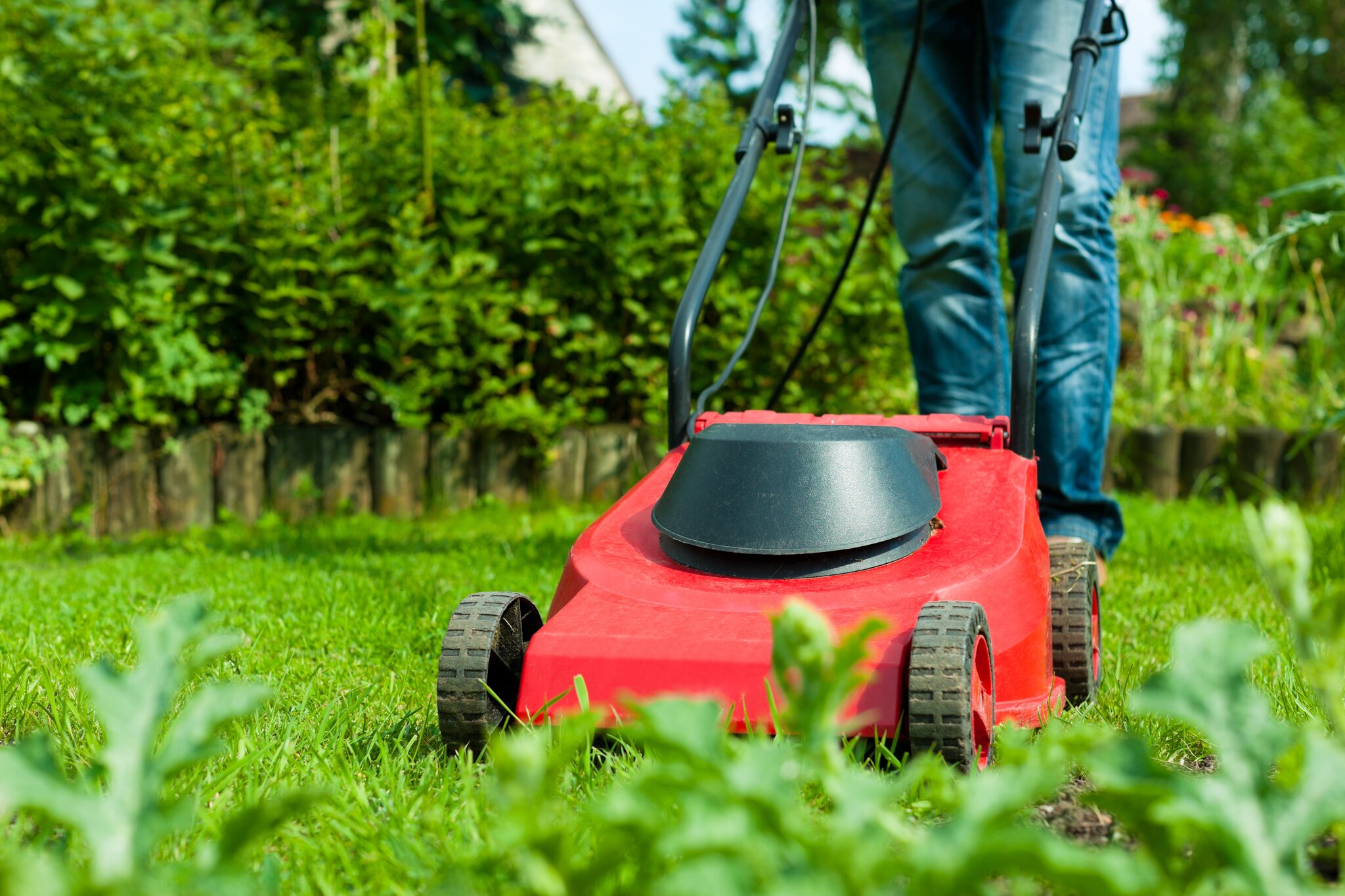 "No Mow May": Kein Mähen bringt Leben, Farbe und Vielfalt in den Garten