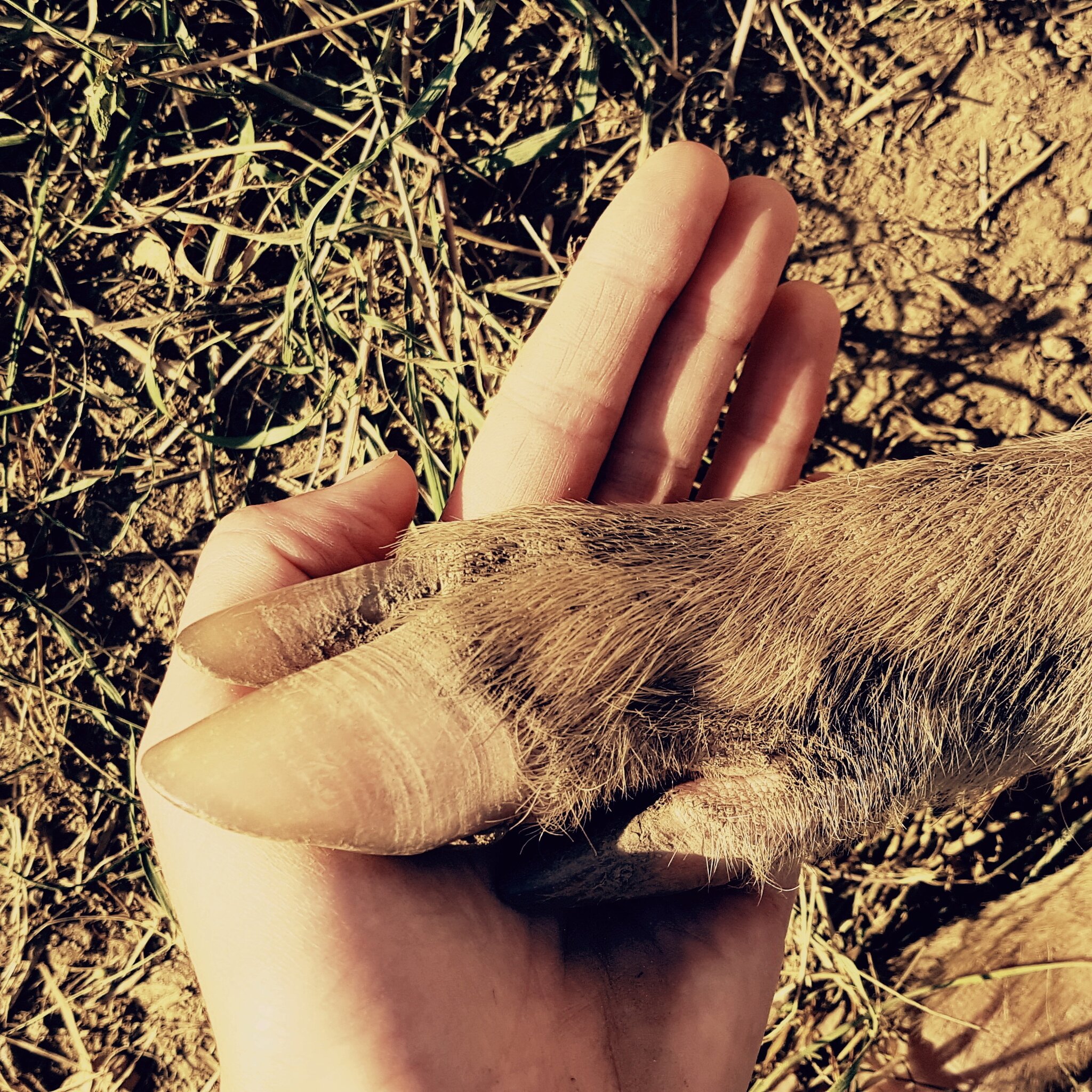 Wir leben: leben und leben lassen: Ein Tier zu retten, verändert nicht ...