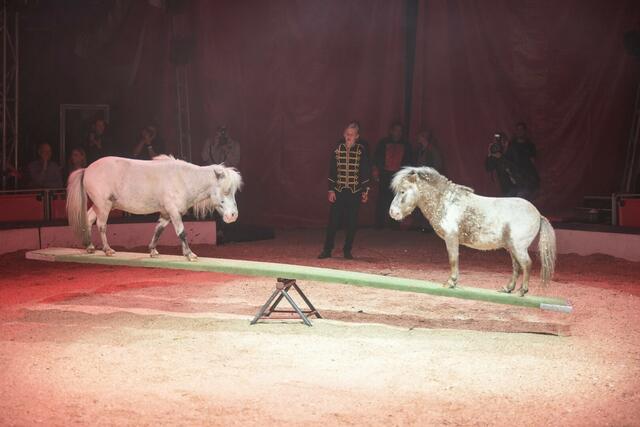 WIEN-MARGARETEN: CIRCUS SAFARI GASTIERT IN WIEN - Wien