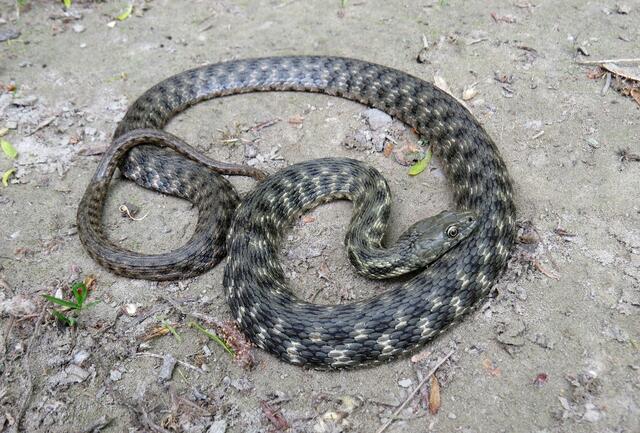 Schlangen im Nationalpark: Vorsicht - nicht giftig! - Gänserndorf