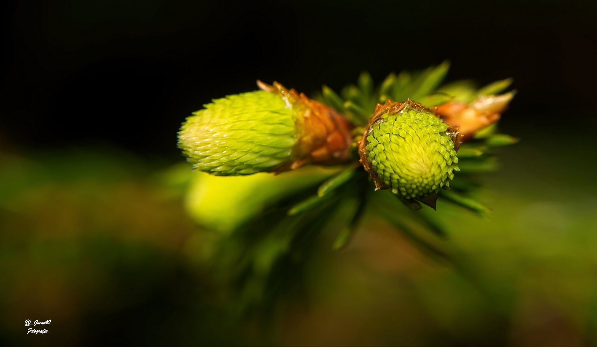 durch unsere schöne Natur.........: Die jungen Triebe der Fichte - Spittal