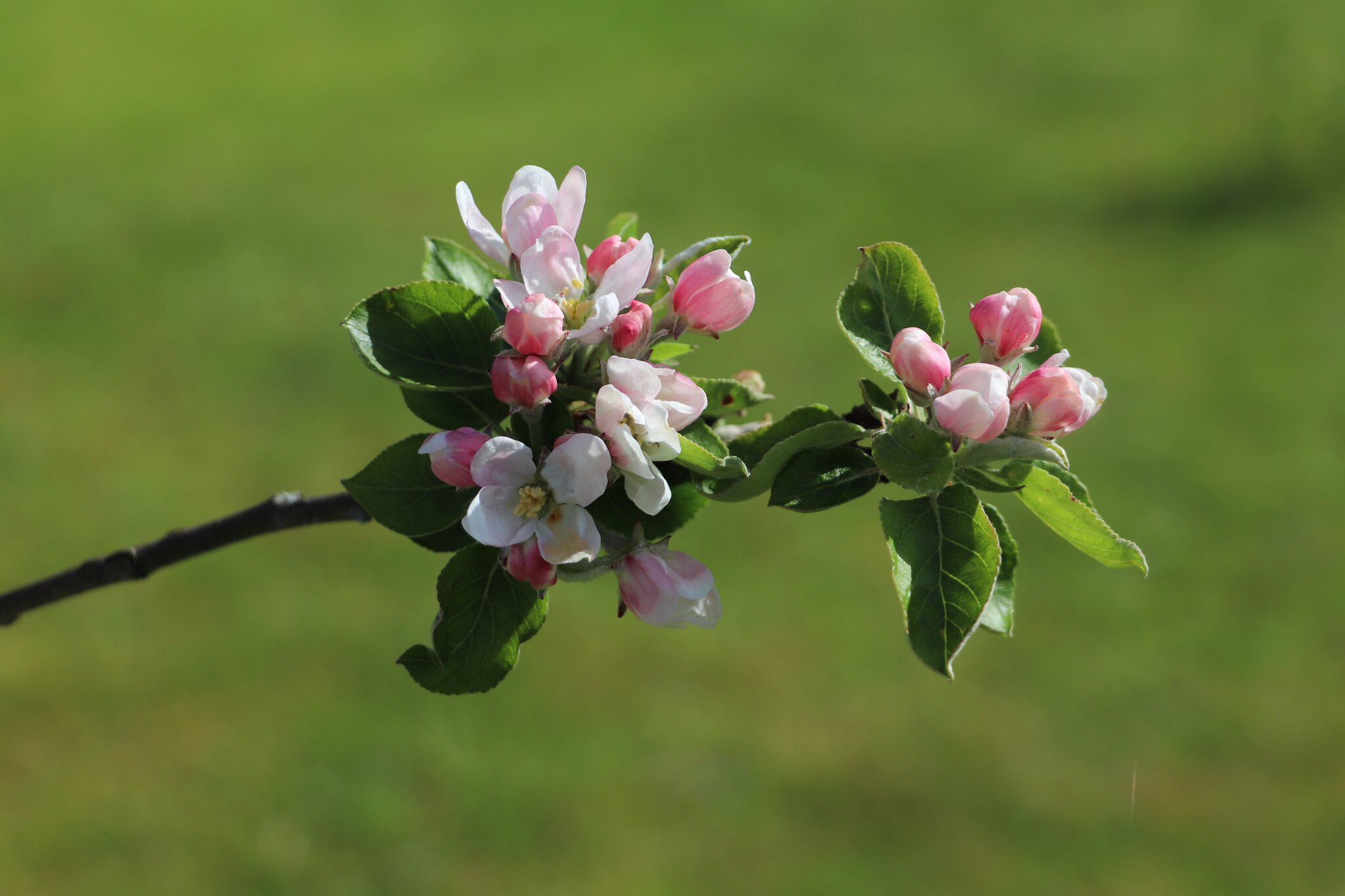 APFELBAUM im GARTEN: Im BLÜTENRAUSCH..... - Vöcklabruck