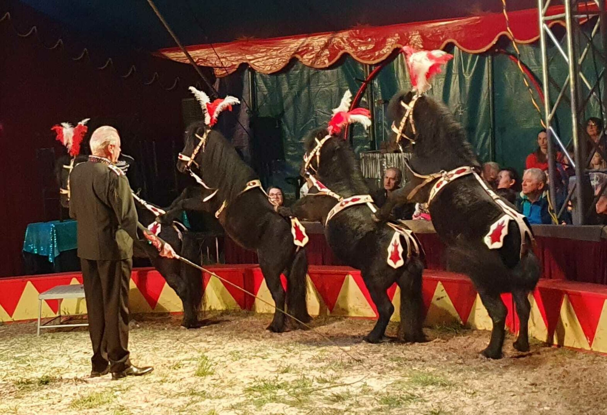 St. Veit: Unbekannte öffneten Stallungen von Zirkus: Tiere auf Straße ...