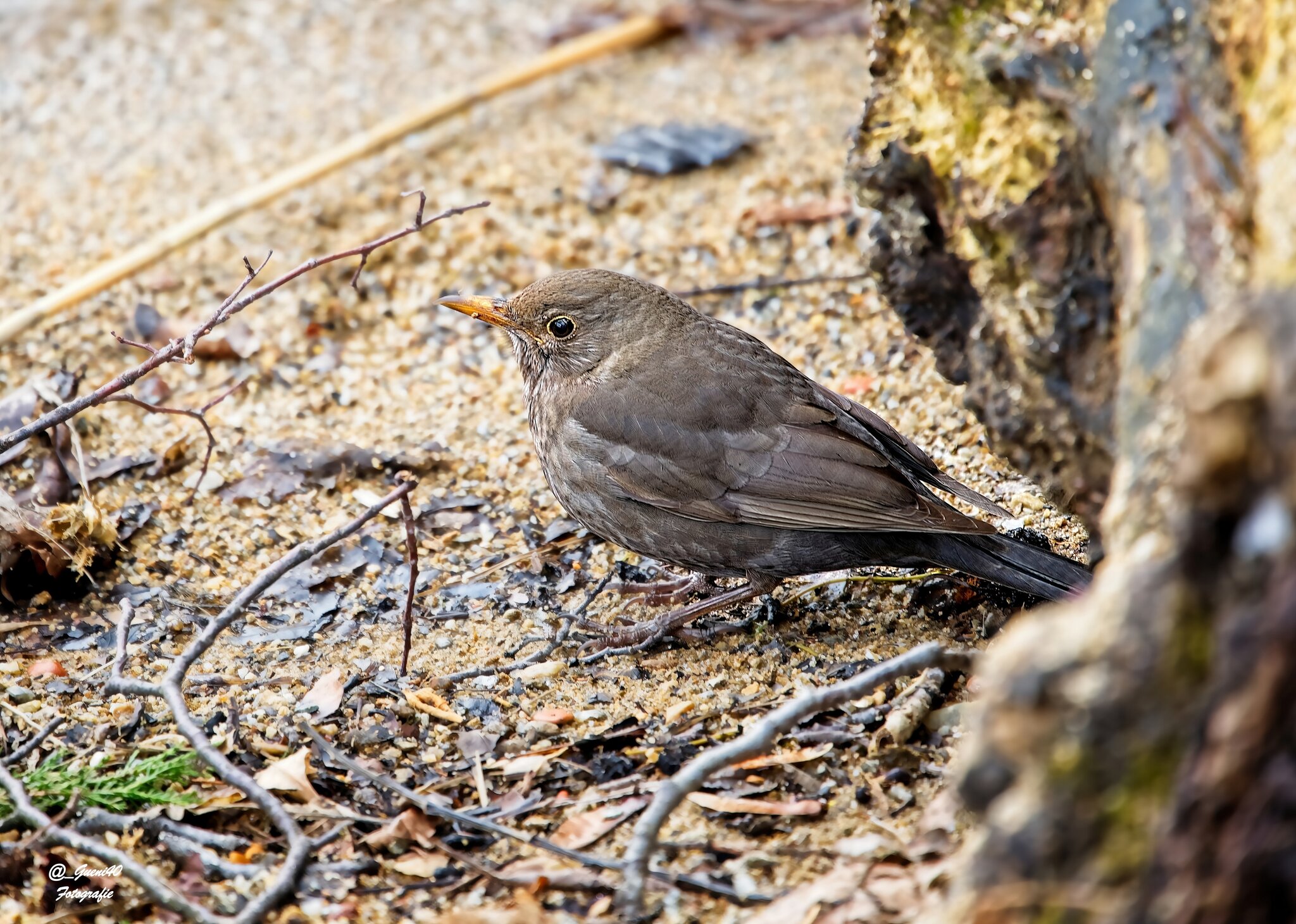 durch unsere schöne Natur.........: Ich trau mich doch raus - Spittal