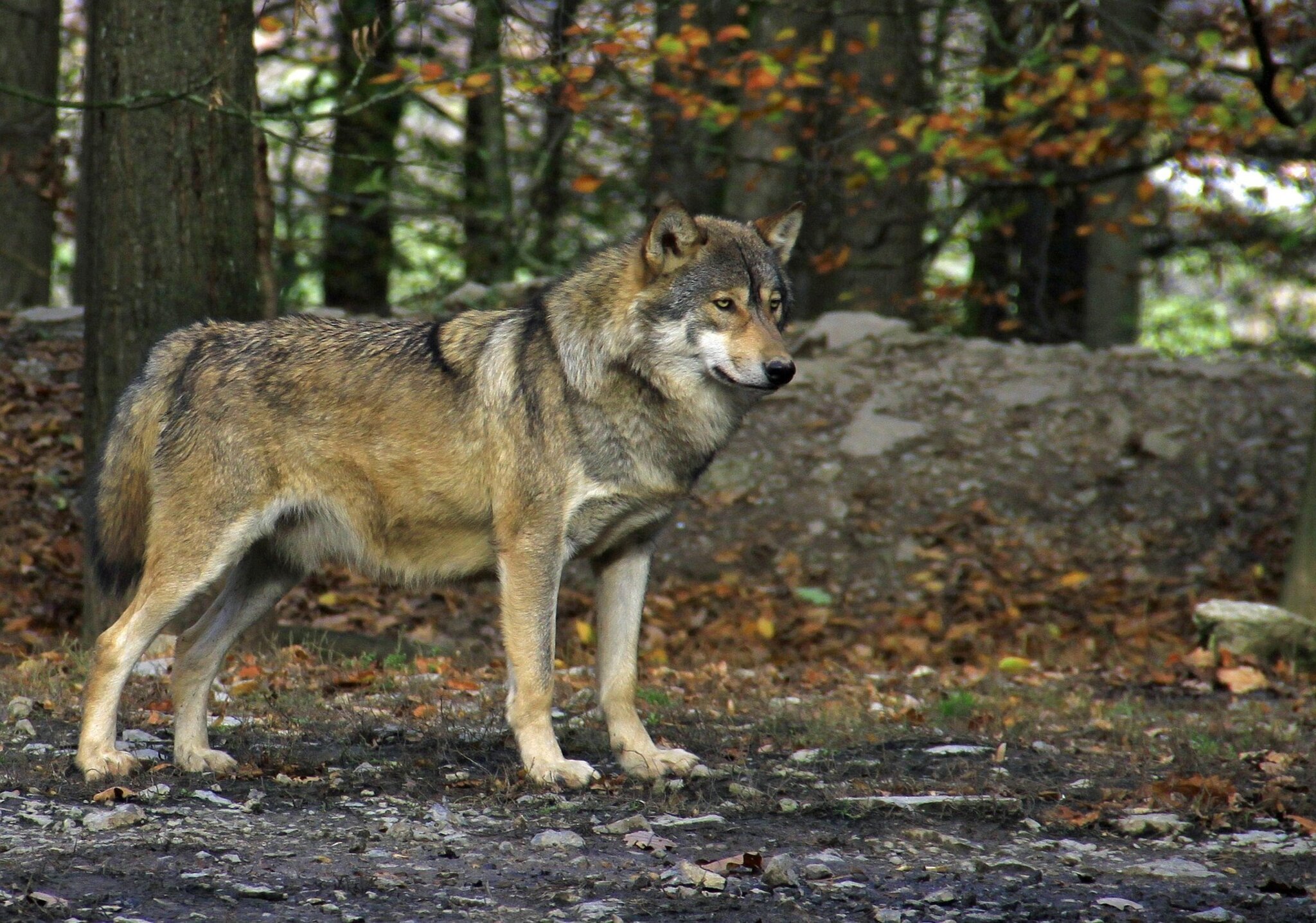 Wolf: Ötztal – Nächster Wolf zum Abschuss freigegeben - Tirol