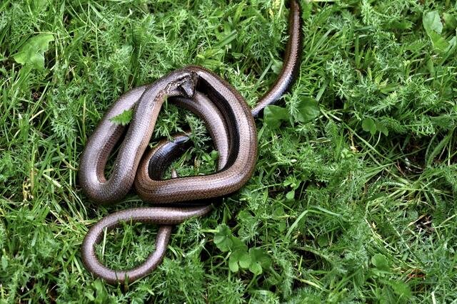 Naturschauspiel: "Paarung von Blindschleichen" - Mürztal