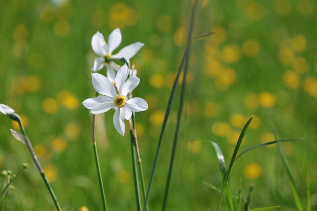 Ausseer Narzissenfest 2023: Eschbonkoh-Party in Gaiswinkel am Grundlsee - Tennengau