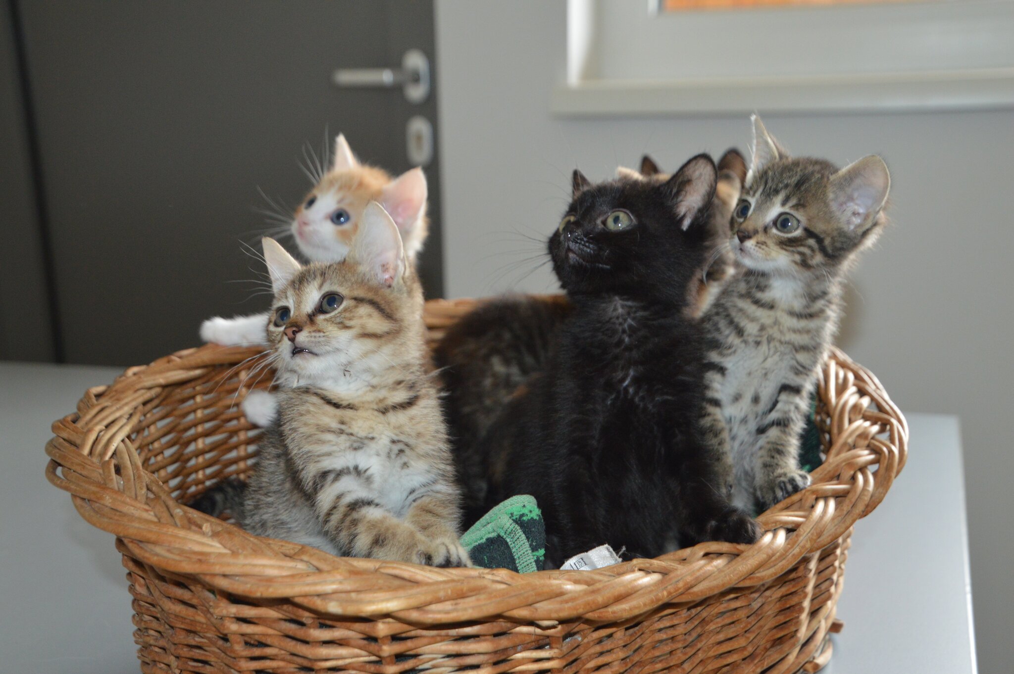 Von Katzen, Hunden und Kaninchen: Tierheim in Bruck startet voll durch ...